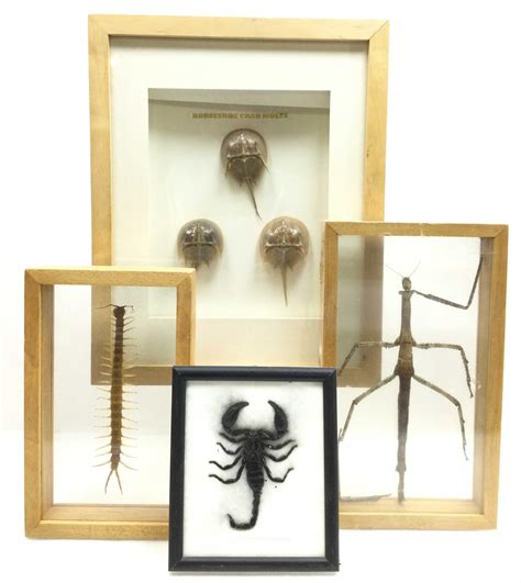Lot 4pc Framed Insect Anthropod Specimens