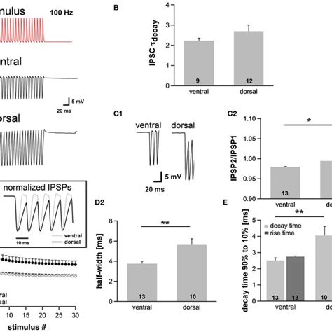 The Integration Of Synaptic Inputs Varies Along The Dorsoventral Axis
