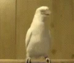 Dancing Bird  Dancing Bird Discover And Share S