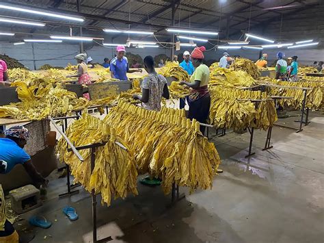 tobacco grading and presentation maguires