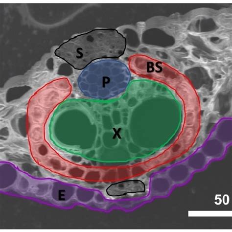 Scanning Electron Micrograph Of A Leaf Section Tissue Types Are