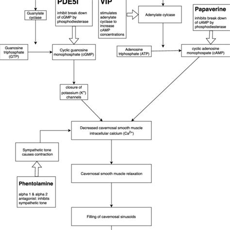 Intracavernosal Injection Therapy In Erectile Dysfunction Search Strategy Download Scientific