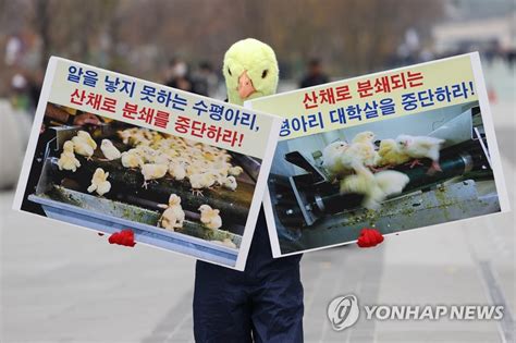 병아리 학살 중단 연합뉴스