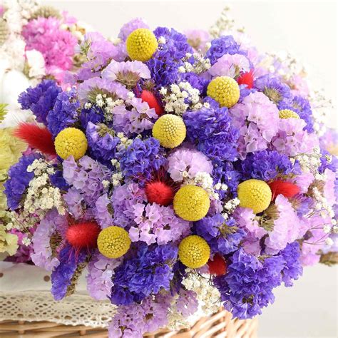 Billy Button Seeds Flower Seeds Eden Brothers