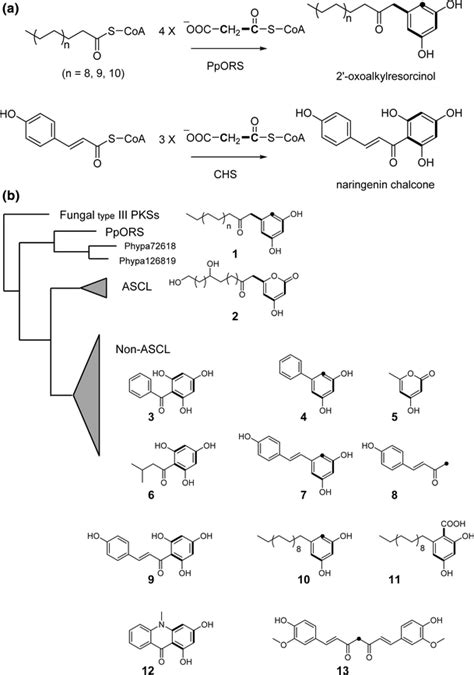 Evolution And Diversity Of Plant Type Iii Polyketide Synthases A