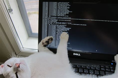Der Nerd Wtf Of The Day Bug Report Simultaneous Cat And External