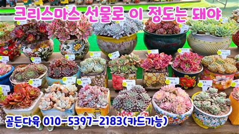 241225📍골든다육 미울 팬지 수연 핑크여왕 엘리자베스 레몬로즈 마커스철화 벤바디스 줄리아나핑크 마제스티 Youtube