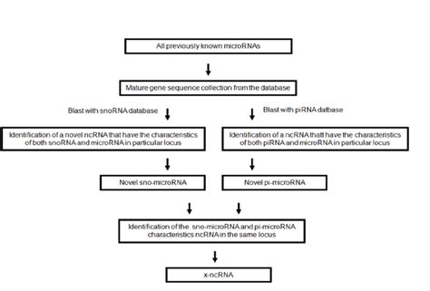 Schematic Illustration Of Methodology For Identified Human X NcRNA Download Scientific Diagram