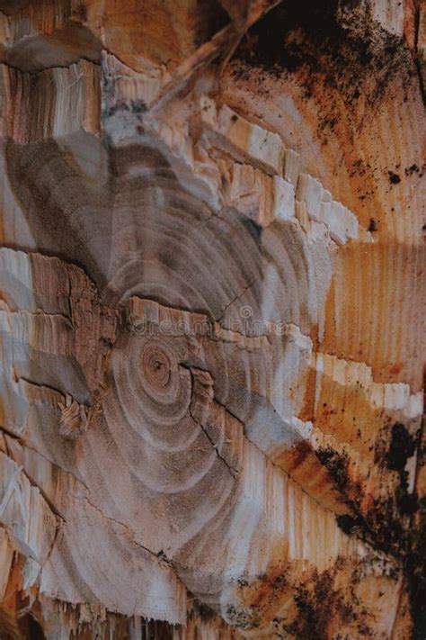 Close Up Of A Freshly Chopped Down Tree Cutting Down Fruit Tree In The Forest Stock Image