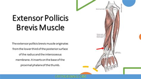 Extensor Pollicis Brevis Muscle Deep Posterior Forearm Muscles