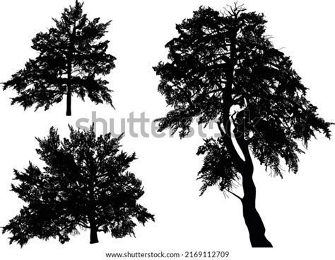 Illustration Three Trees Isolated On White Stock Vector Royalty Free 2169112709 Shutterstock