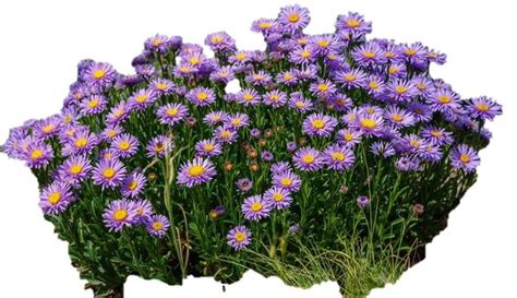 БАЗА растений на прозрачном фоне — Яндекс Диск Landscape Architecture Graphics Architecture