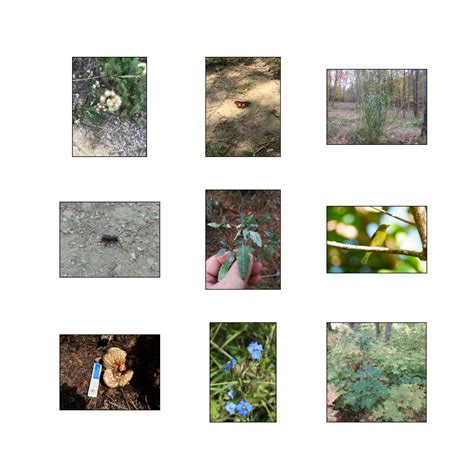 I Naturalist TensorFlow Datasets