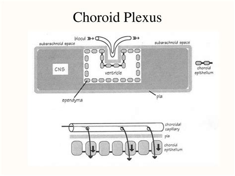 PPT Brain PowerPoint Presentation Free Download ID 208283