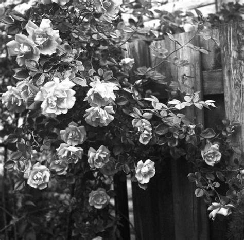 Pin By 𝓂𝑒𝓁𝒶𝓃𝒸𝒽𝑜𝓁𝒾𝒶 On Jamiemargot Theme Background Cute Pastel