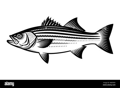 Striped Bass Vector Stock Vector Image And Art Alamy