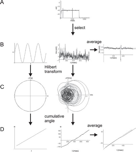 Figure 1 From Intrinsic Subthreshold Oscillations Extend The Influence