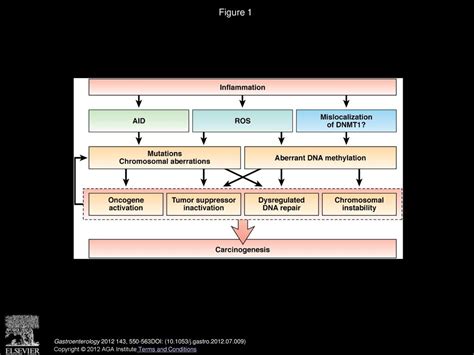 Inflammation Associated Cancer Development In Digestive Organs