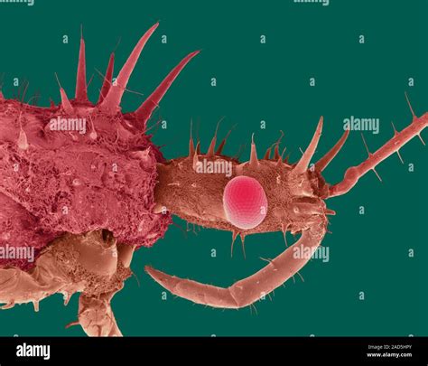 Coloured Scanning Electron Micrograph Sem Of Assassin Bug Head Zelus Renardii Zelus