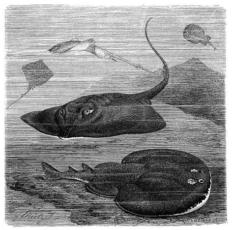 Zitterrochen Illustrationen Und Vektorgrafiken Istock