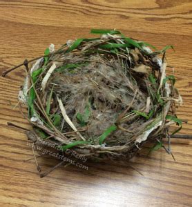How To Engineer A Birds Nest Great Stems