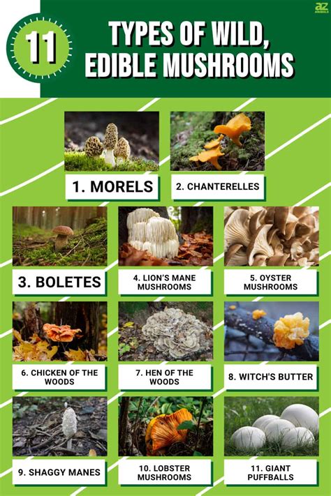 Discover 10 Different Types Of Wild Edible Mushrooms A Z Animals