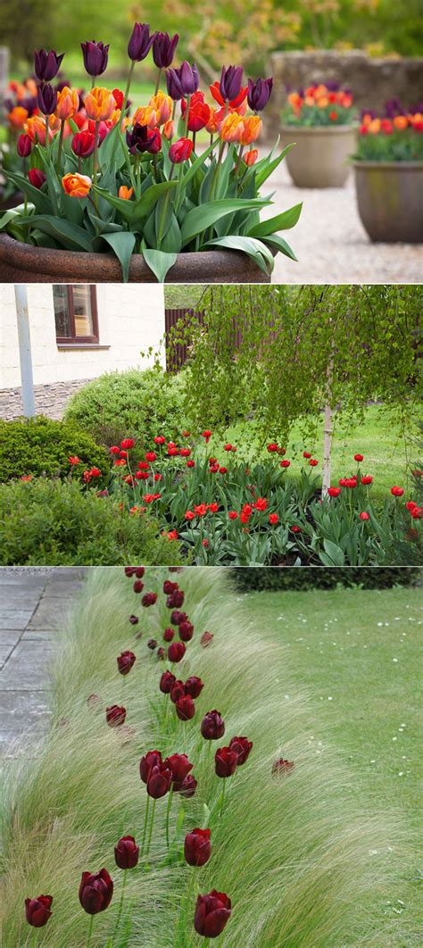 Многолетние цветы для дачи фото с названиями