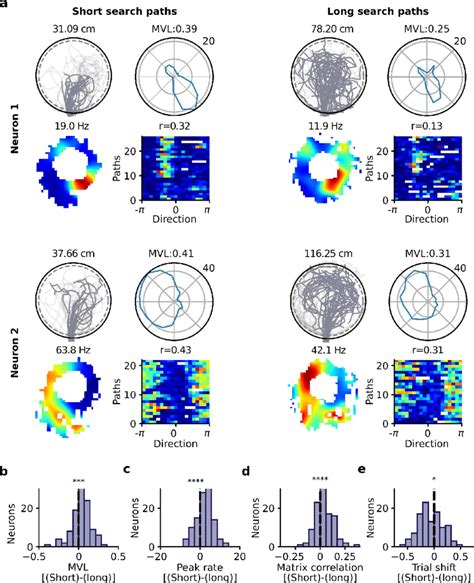 Search Path Length Influences The Directional Selectivity Of