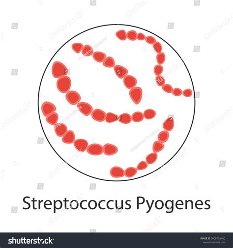 Streptococcus Pyogenes Cartoon Illustration Streptococcus Pyogenes Stock Vector Royalty Free