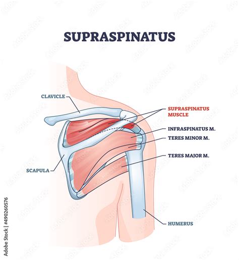 Supraspinatus Muscle And Human Shoulder Skeletal Physiology Outline