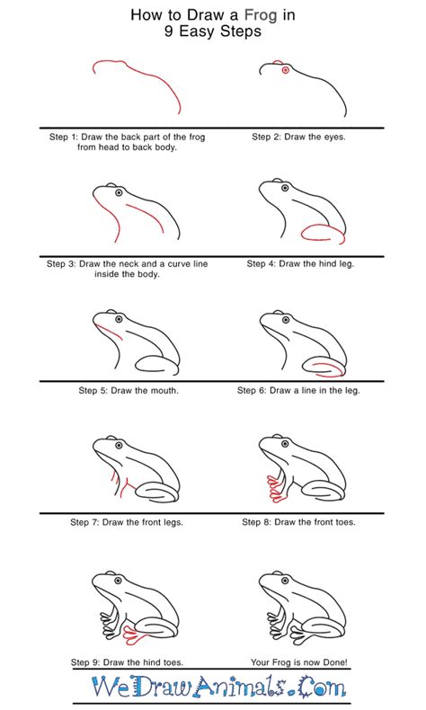 How To Draw A Realistic Frog