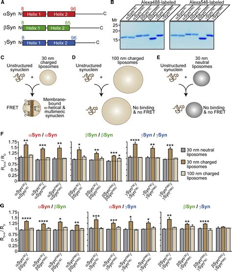 Synaptic Vesicle Binding Of α Synuclein Is Modulated By β And γ Synucleins Cell Reports