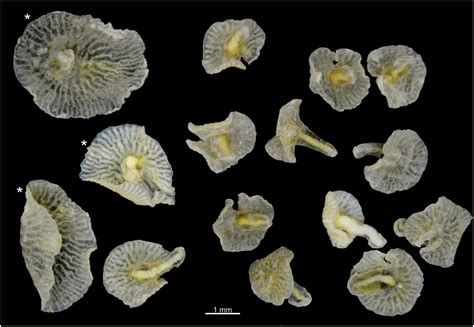 Dendrogramma Two Deep Sea Mushroom Like Species Discovered Off