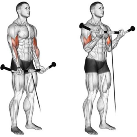 Cable Bicep Curl By Lori Forney Exercise How To Skimble