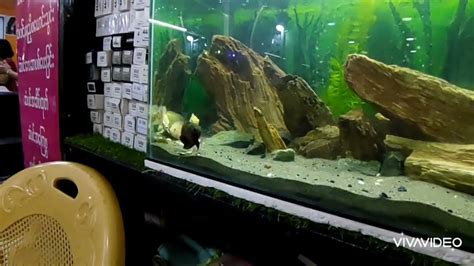 Aquarium Setup For Oscar At Maria Couch Blog