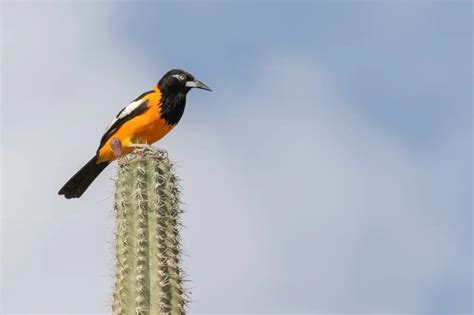 Northern Troupials Earth Life