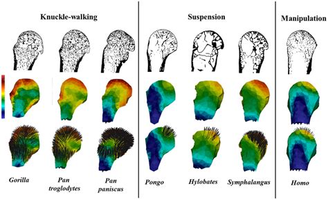 Trabecular Structure In The Hominoid Third Metacarpal Head Sagittal