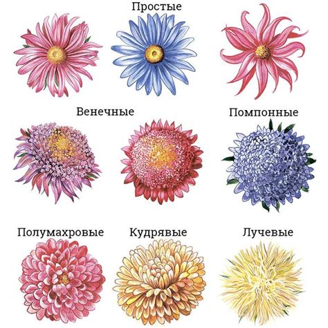 Классификация астр