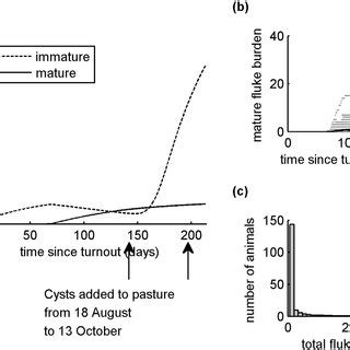 Typical Output Produced By The Stochastic Individual Based Model When Download Scientific