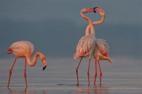 Розово фламинго (Phoenicopterus ruber) – Birds Photographer – Nikolay ...