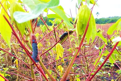Embrapa Do Acre Alerta Para O Surto Da Mandarová Lagarta Que Ameaça à