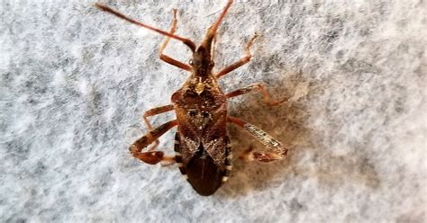 Those Stinkin Bugs Coeur D Alene Press