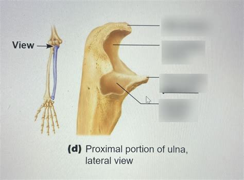 Proximal Portion Of Ulna Lateral View Diagram Quizlet