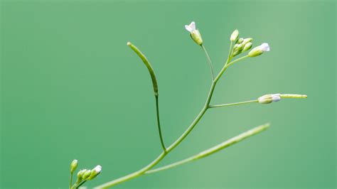 Chinese Scientists Unveil Plantgpt For Genomic Breakthroughs Khabar Asia