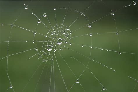 Las Telarañas Son Una Obra Maestra De Ingeniería Natural ¡no Sabes Nada