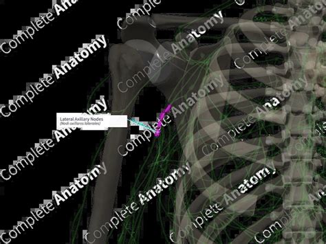 Lateral Axillary Nodes Left Complete Anatomy