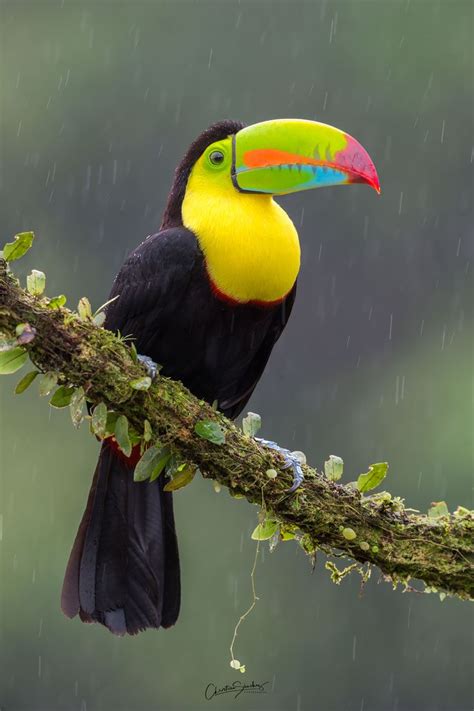 Keel Billed Toucan