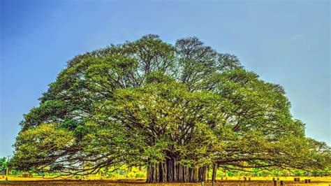 Peepal Tree Images