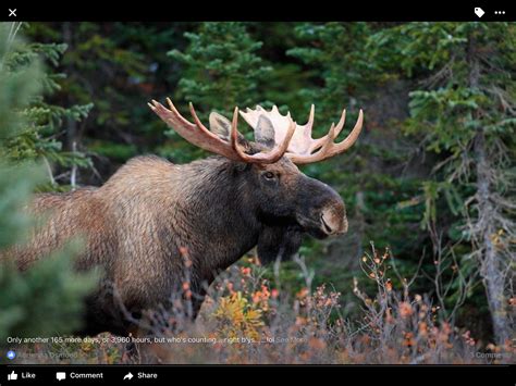 Majestic Moose In The Deciduous Forest
