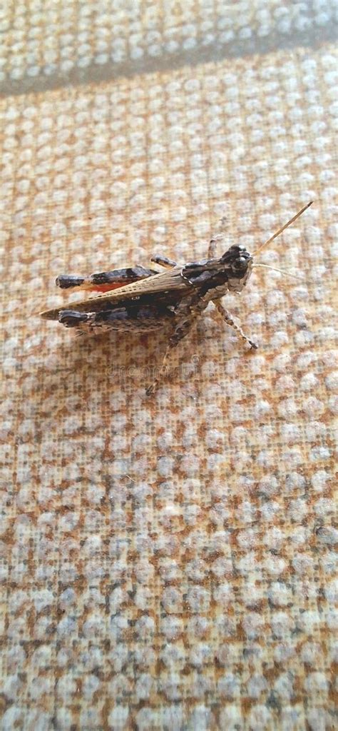 Grasshopper On Textured Surface Stock Illustration Illustration Of